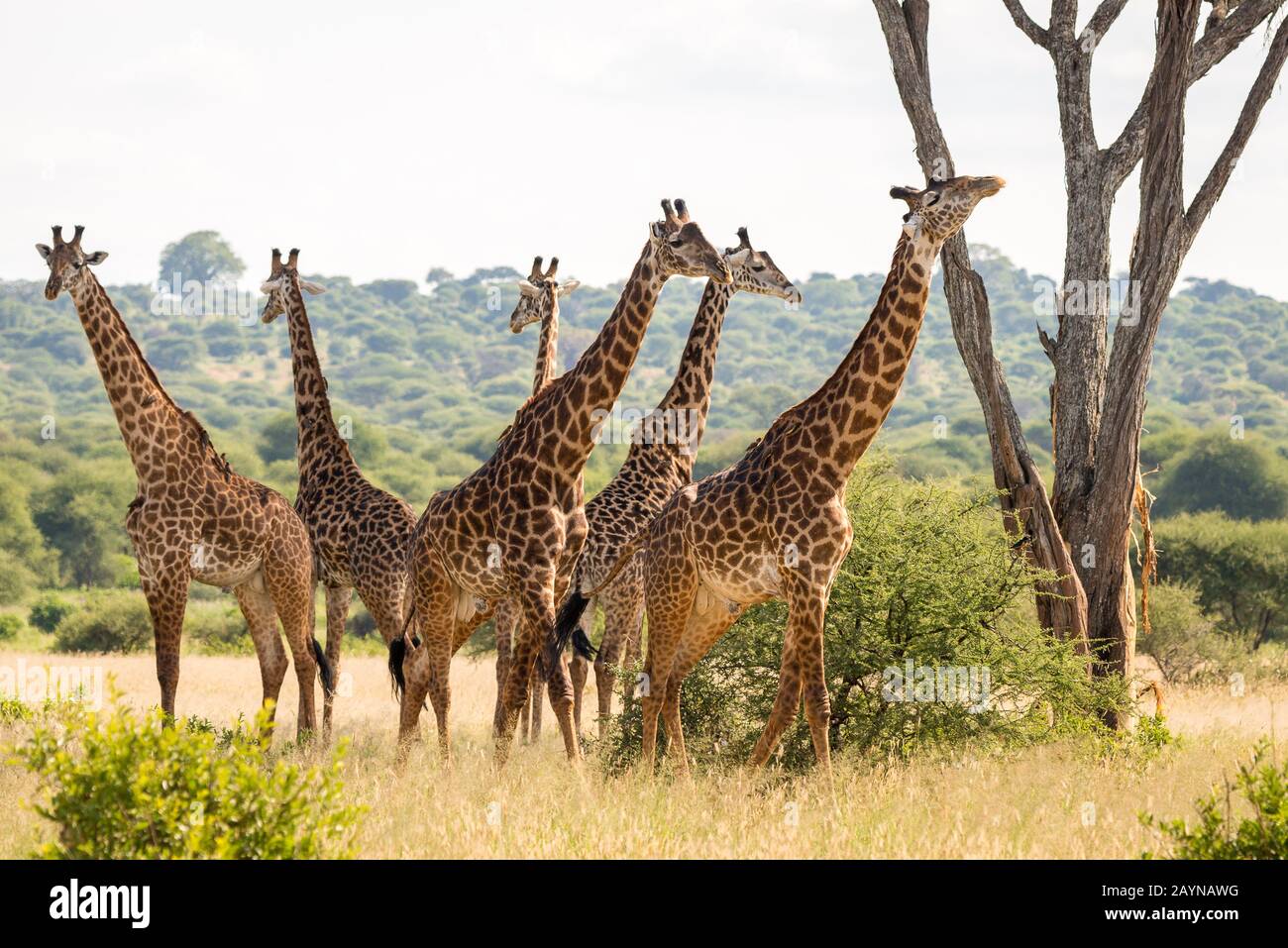 Group giraffes in bush in hi-res stock photography and images - Alamy