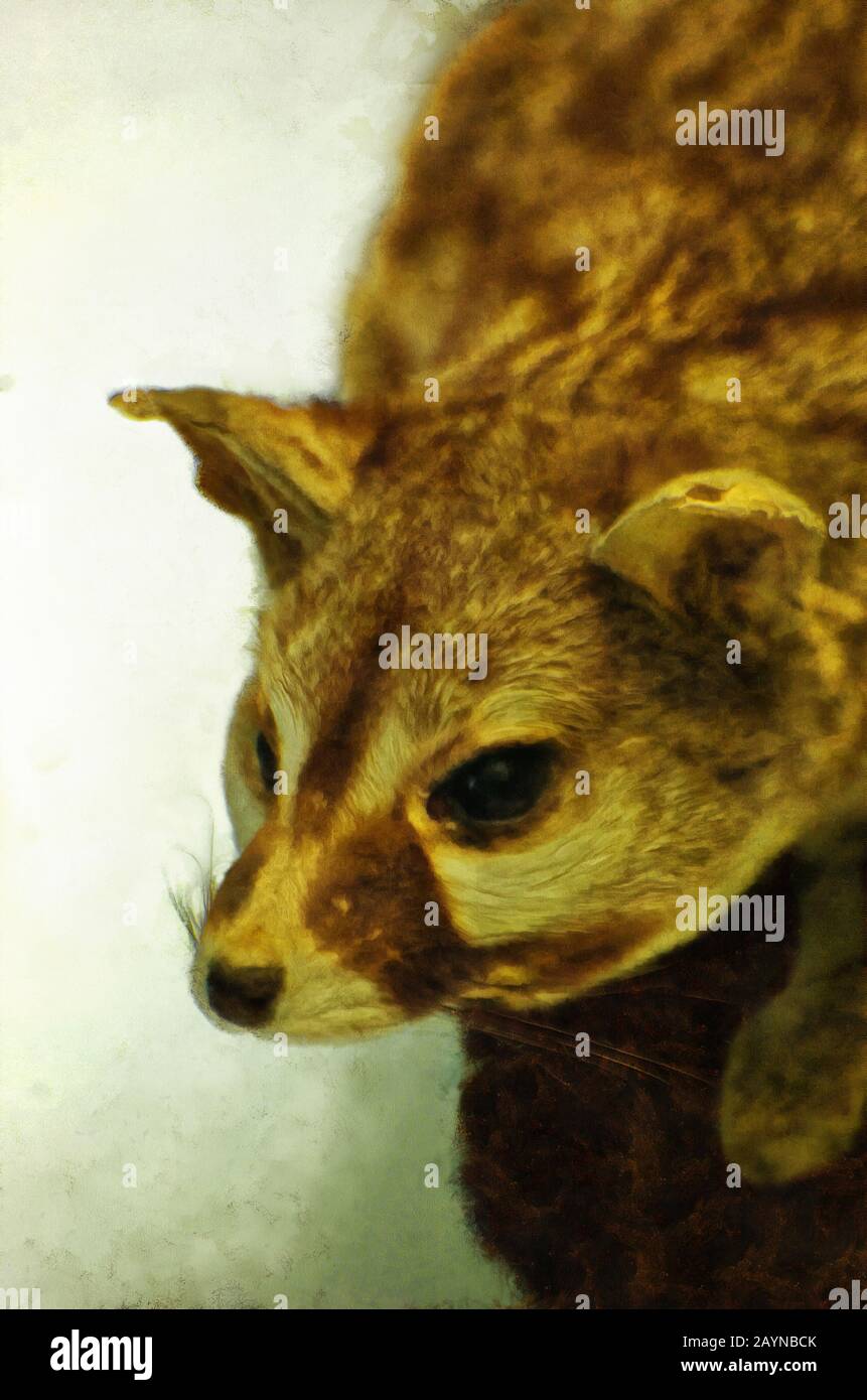 Genetta genetta picture hi-res stock photography and images - Alamy