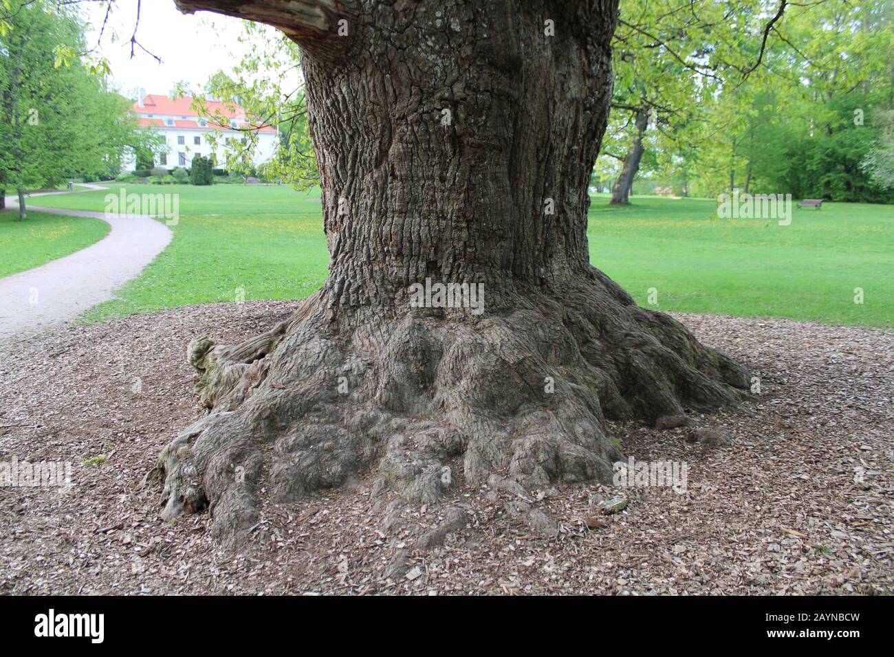 Old and beautiful oak in Träskända, Espoo, Finland Stock Photo - Alamy