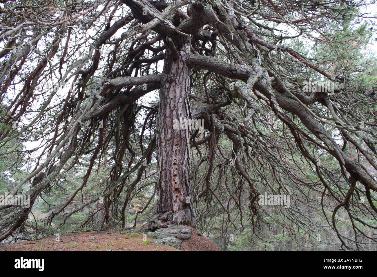 Tvarminnen manty hi-res stock photography and images - Alamy