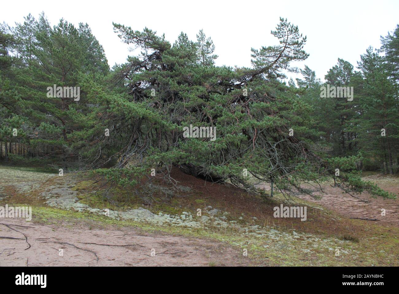 Pine tree mural hi-res stock photography and images - Alamy