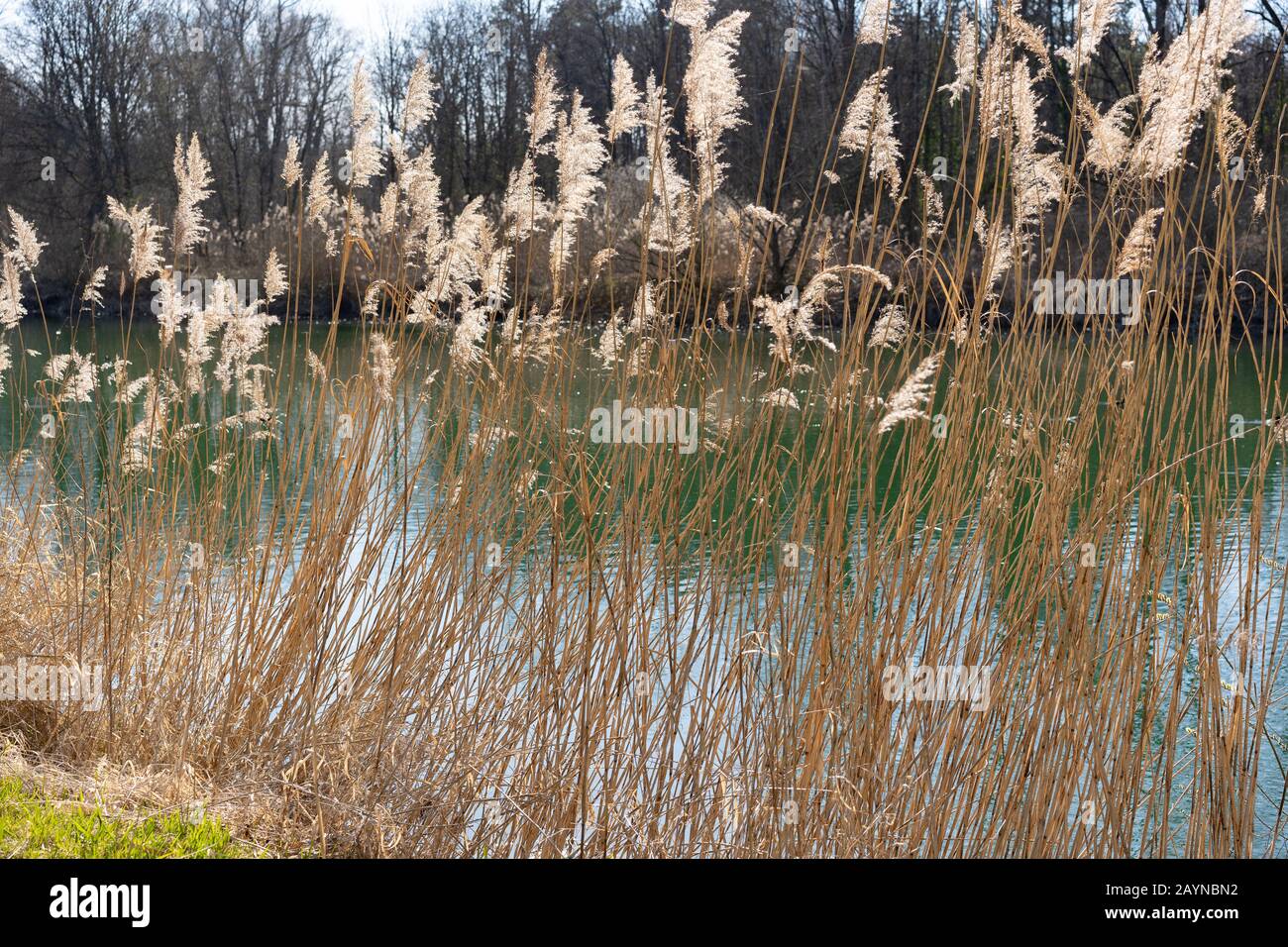 Riverside weeds hi-res stock photography and images - Alamy