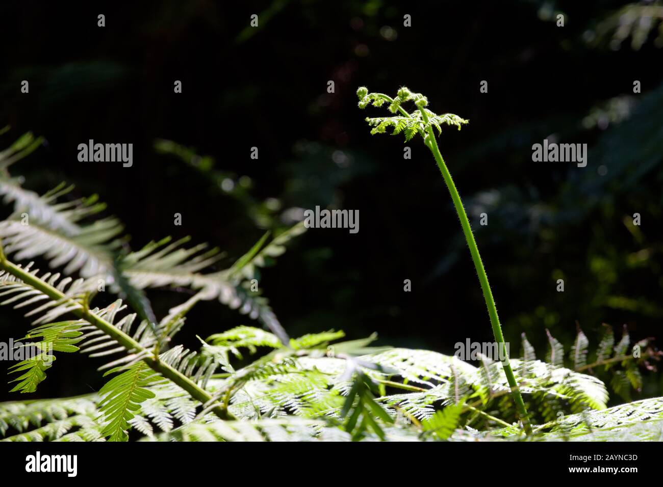 Grootvadersbos hi-res stock photography and images - Alamy
