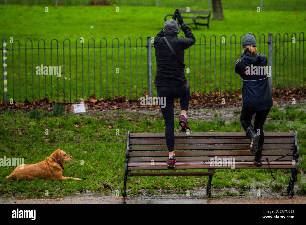 How Do Dogs Exercise In The Rain