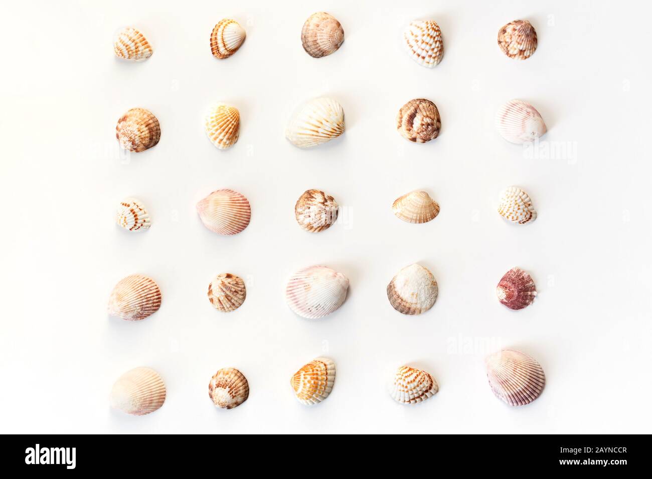 Different seashells pattern isolated on white background. Top view ...