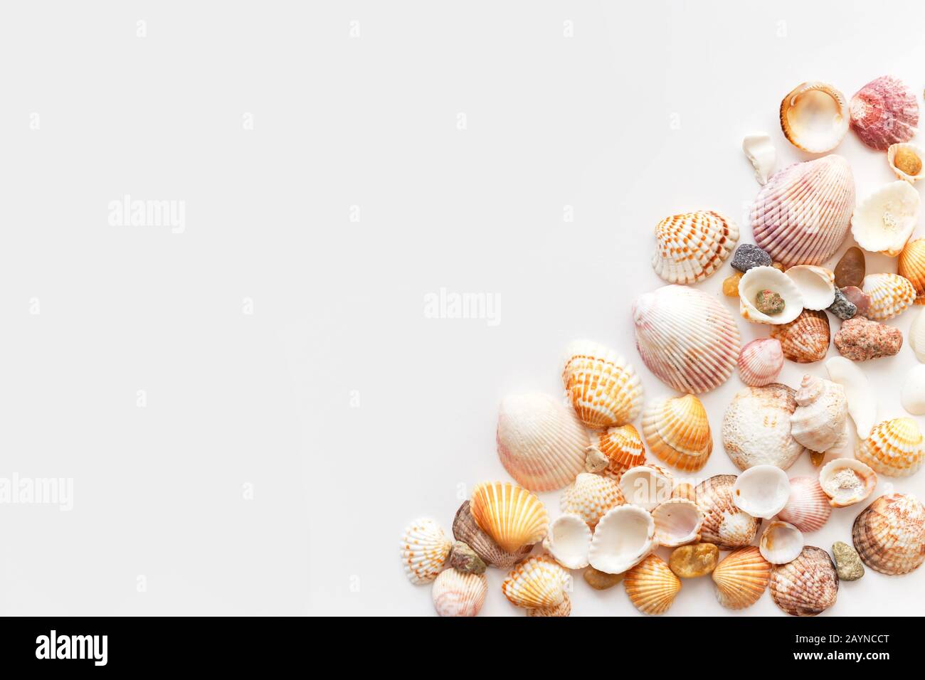 Plenty of seashells with copy space, top view isolated on white Stock ...