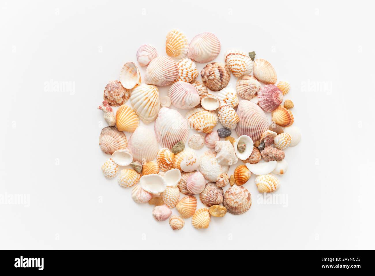Plenty amazing seashells shape round, top view isolated on white Stock ...