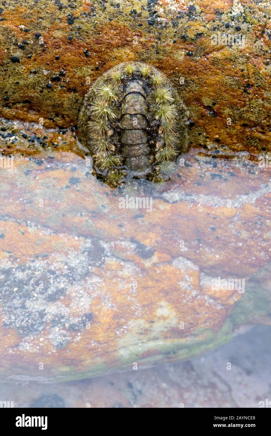 Chiton hi-res stock photography and images - Alamy
