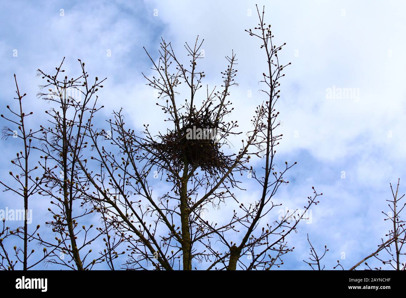 The picture shows a birds nest in the tree Stock Photo - Alamy