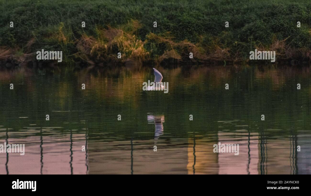 Seagull on river sunset hi-res stock photography and images - Alamy