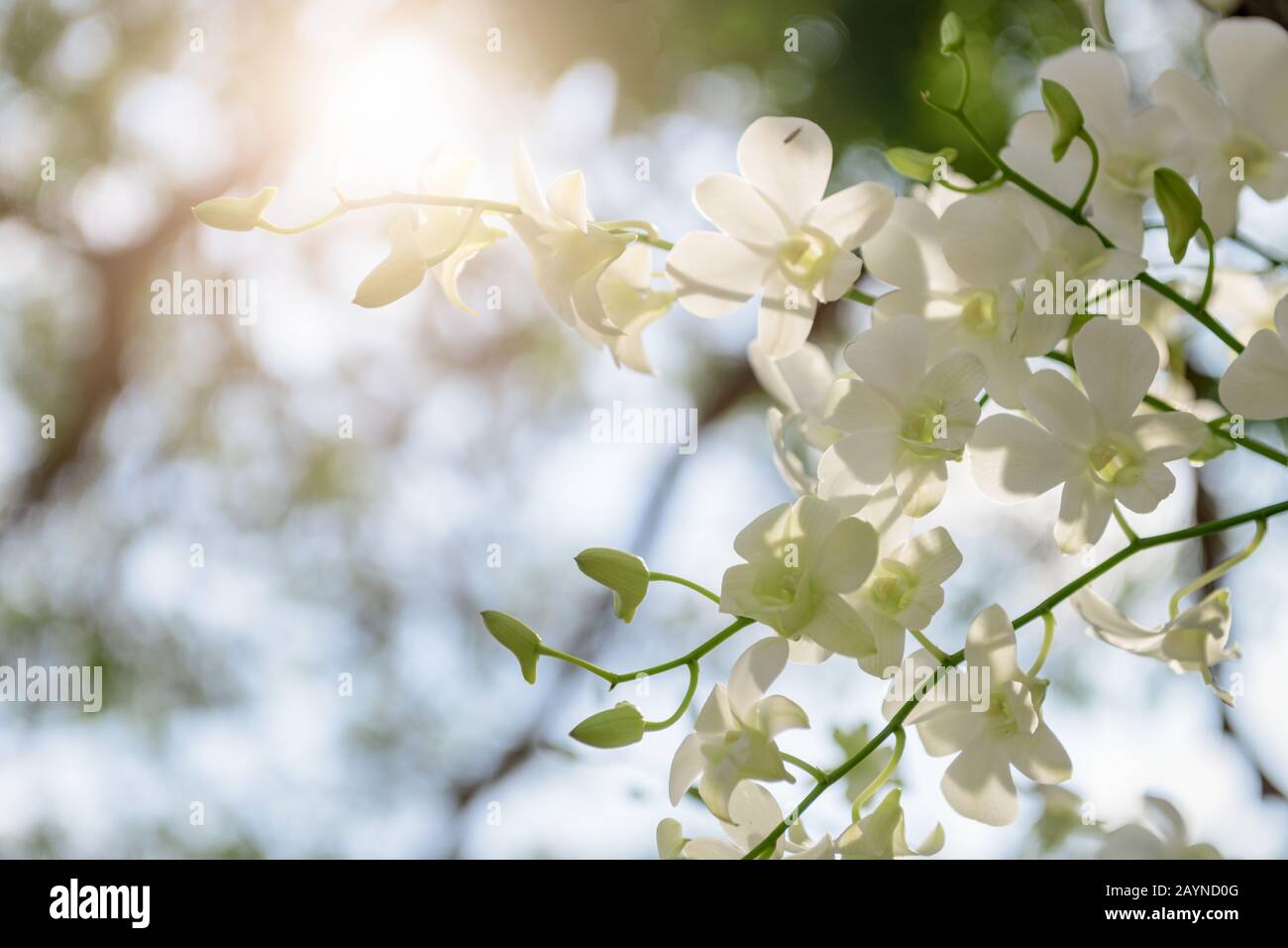 Beautiful white Vanda orchid flower on sky background with light sun ...