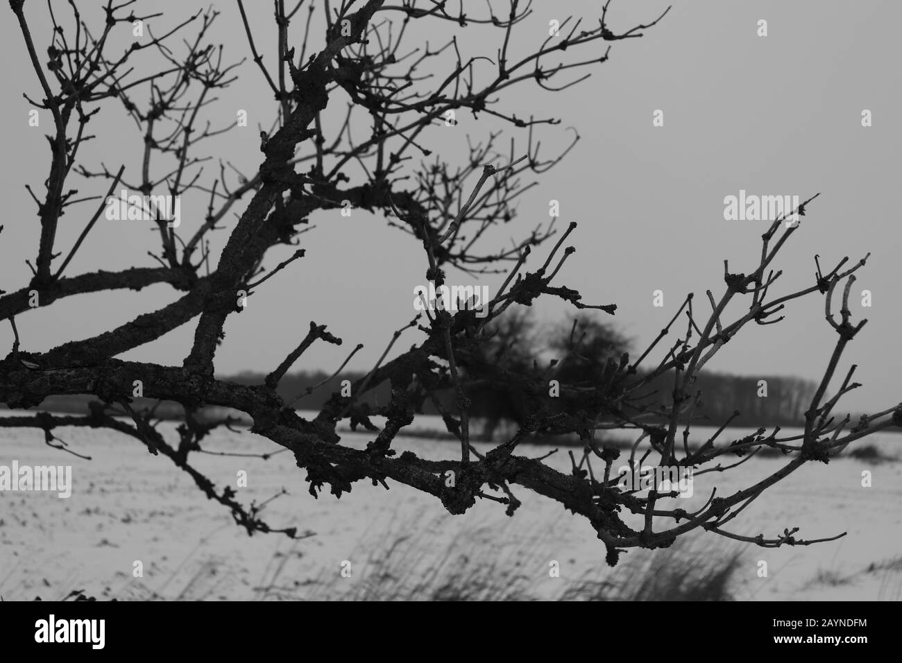 A barren tree branch in the midst of winter, black and white photo ...