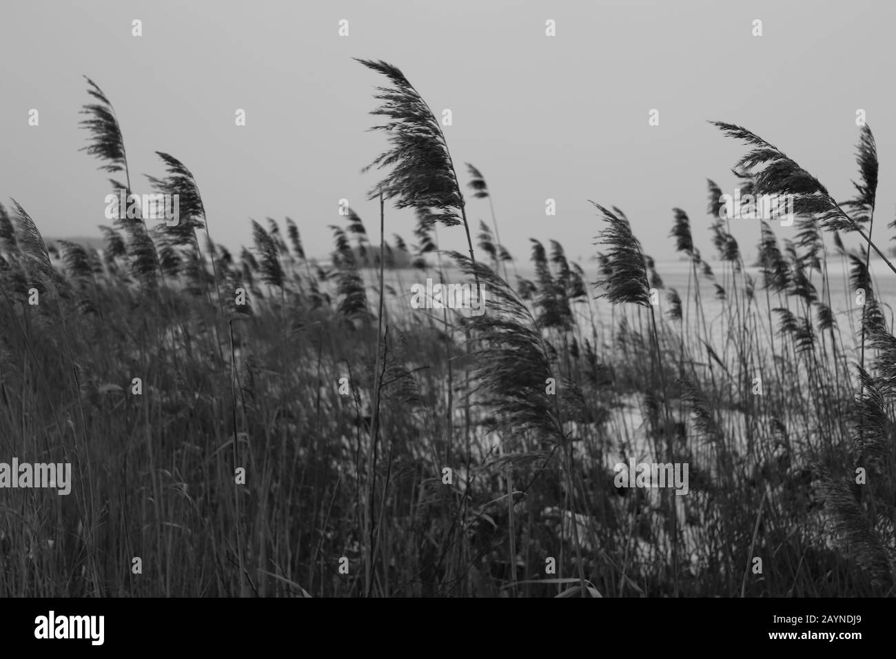 Reed blowing in wind Black and White Stock Photos & Images - Alamy