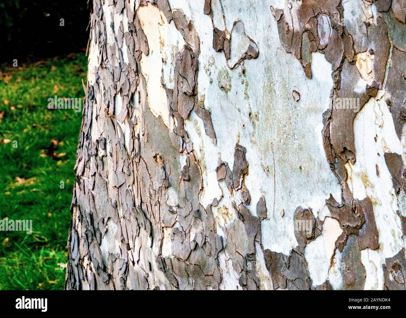 Peeling peeled bark hi-res stock photography and images - Alamy