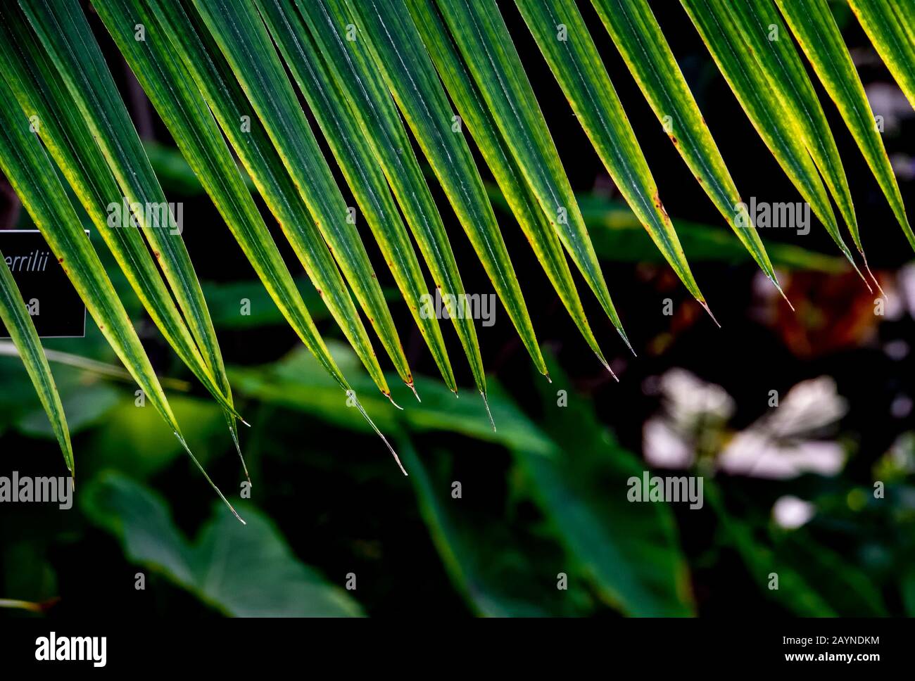 Spiked palm hi-res stock photography and images - Alamy