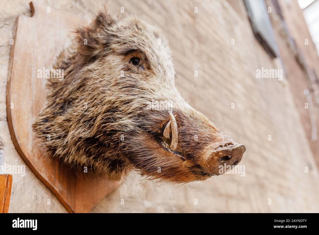 wild boarhead as trophy Stock Photo - Alamy