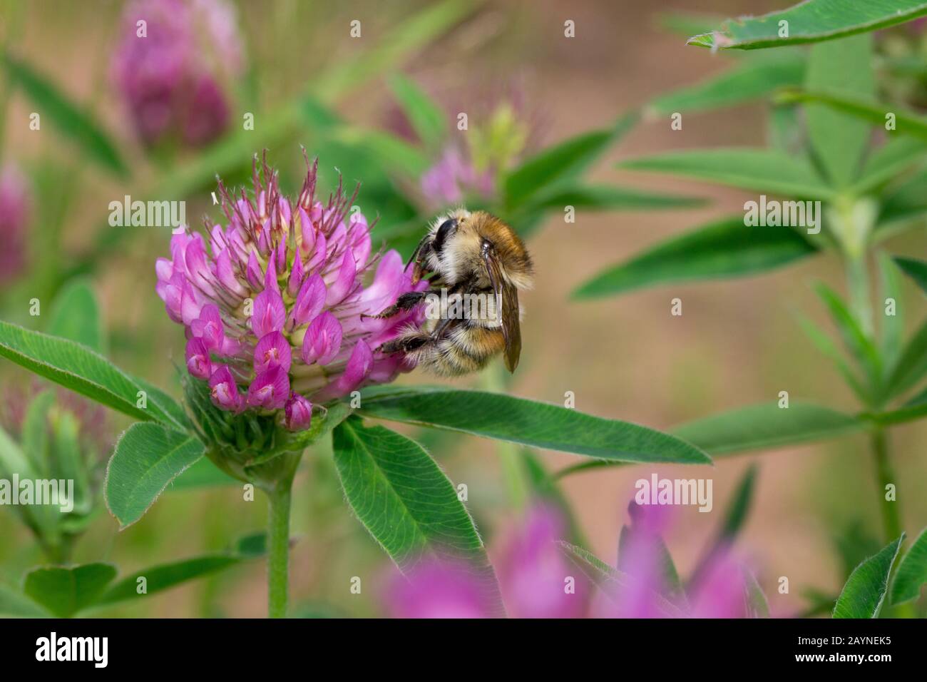 Honey bee is gathering pollen from a clover flower on a spring meadow ...
