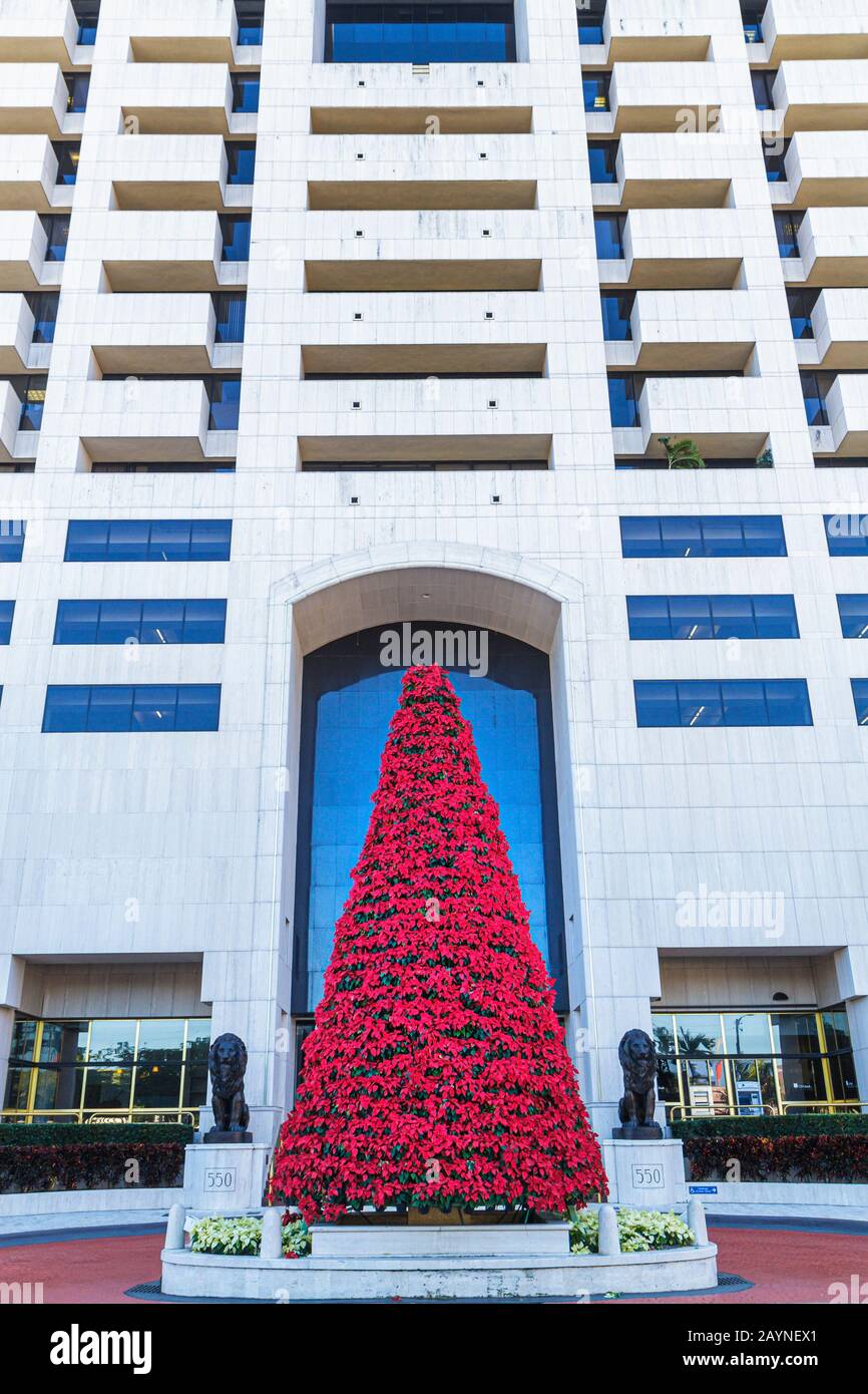Poinsettia tree hi-res stock photography and images - Alamy