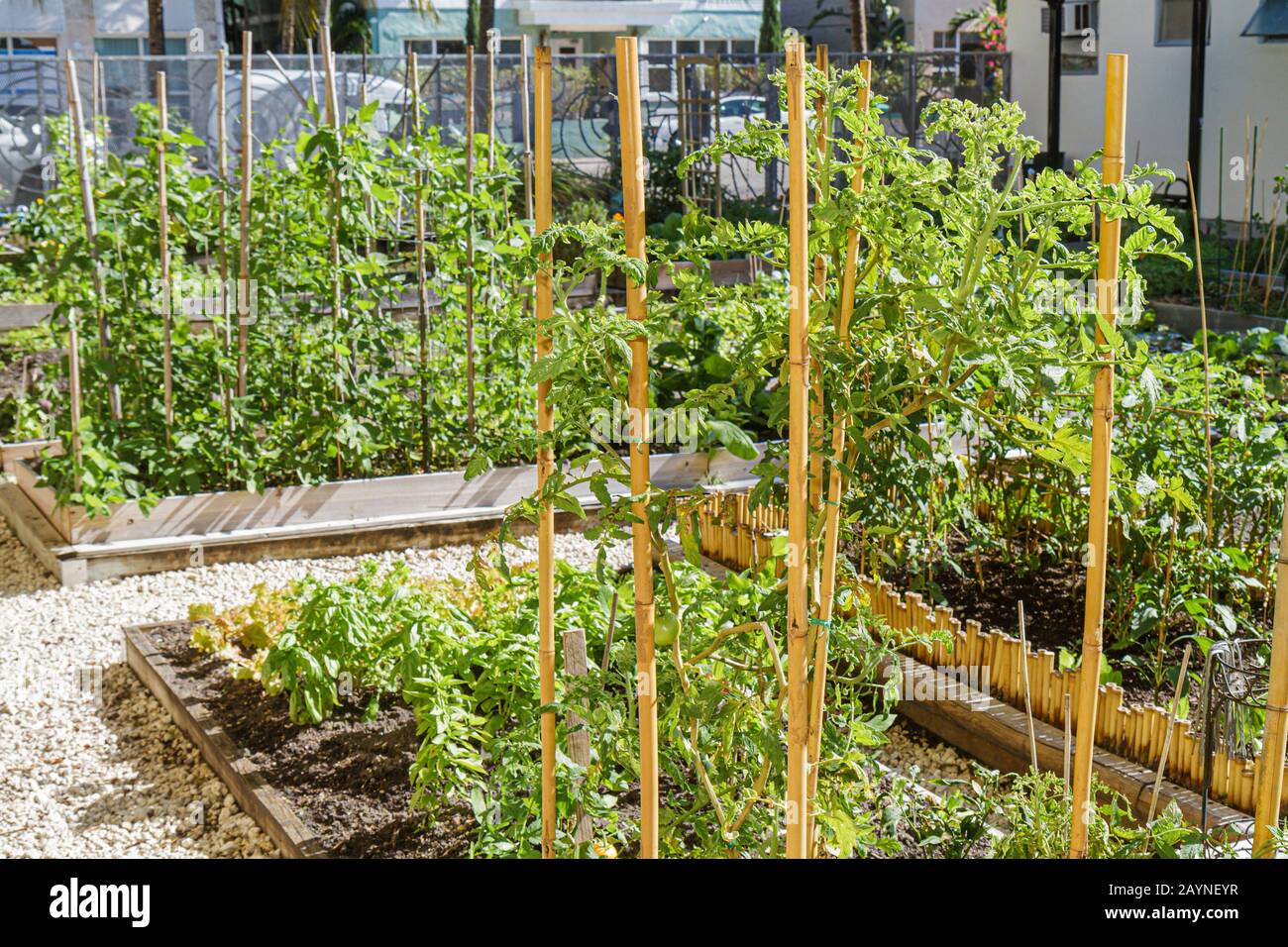 Miami Beach Florida,Victory Community Garden,tomato plants,stakes,plots ...