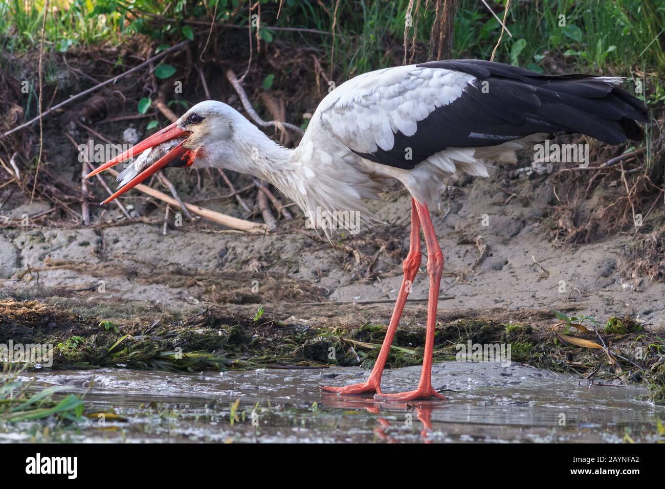 white stork eating a fish. Danube Delta, Romania Stock Photo - Alamy
