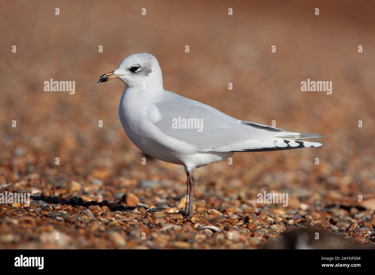 A second (2nd) winter Mediterranean Gull ((Ichthyaetus melanocephalus ...