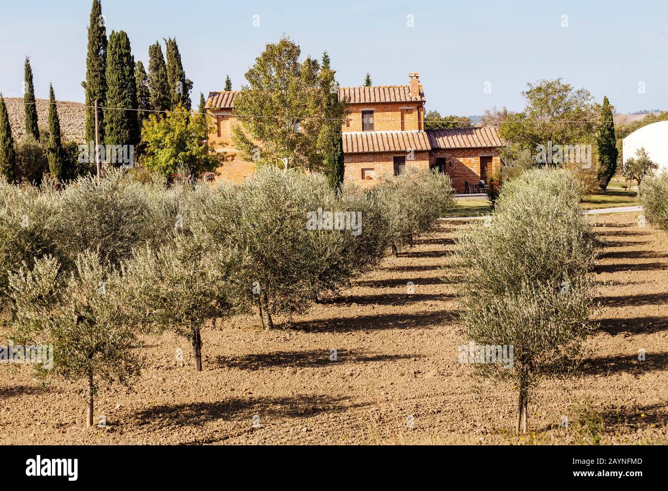 Olive farm, rural landscape Stock Photo - Alamy