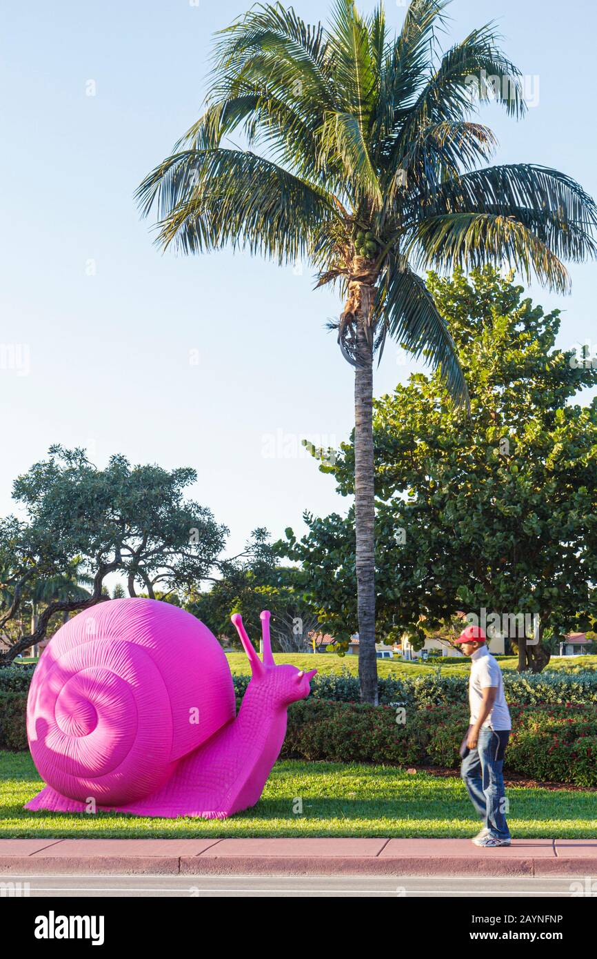 Giant Pink Sea Snail