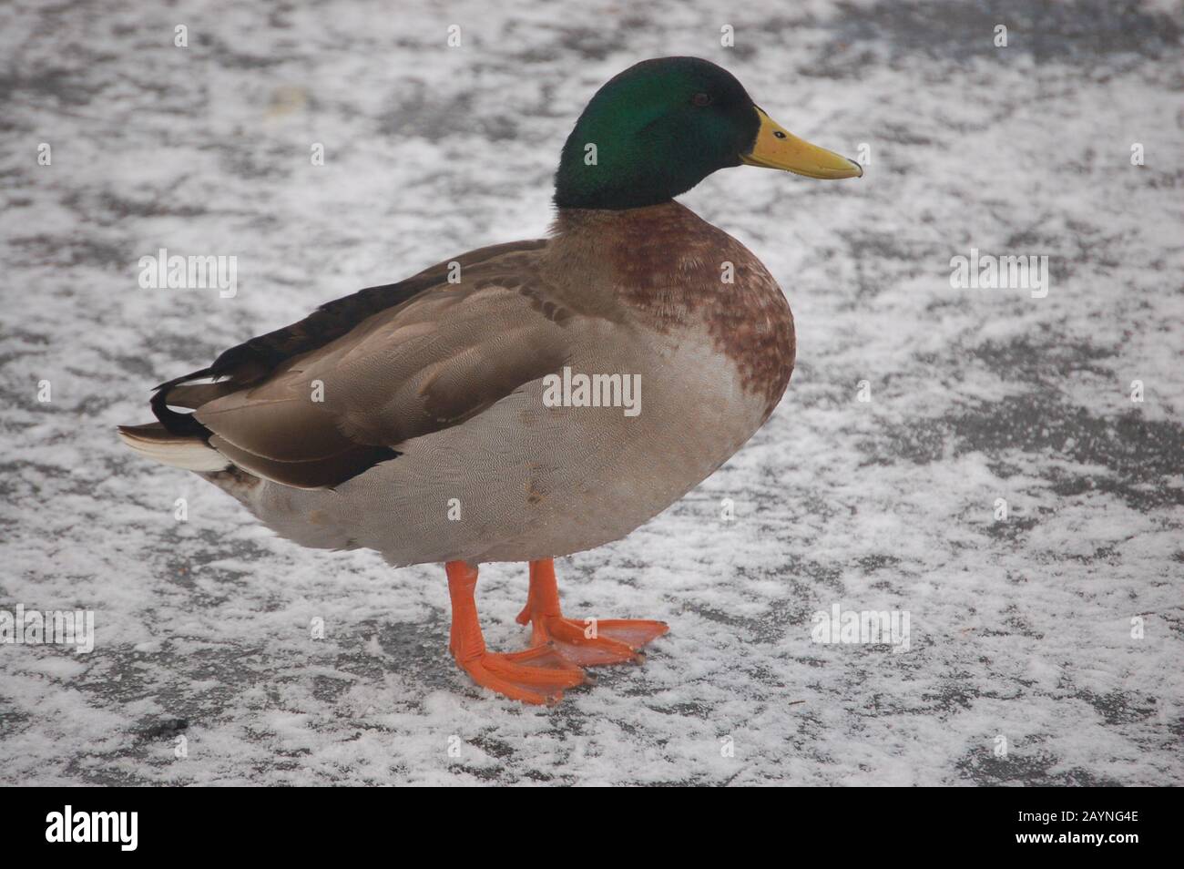 Mallard duck feet hi-res stock photography and images - Alamy
