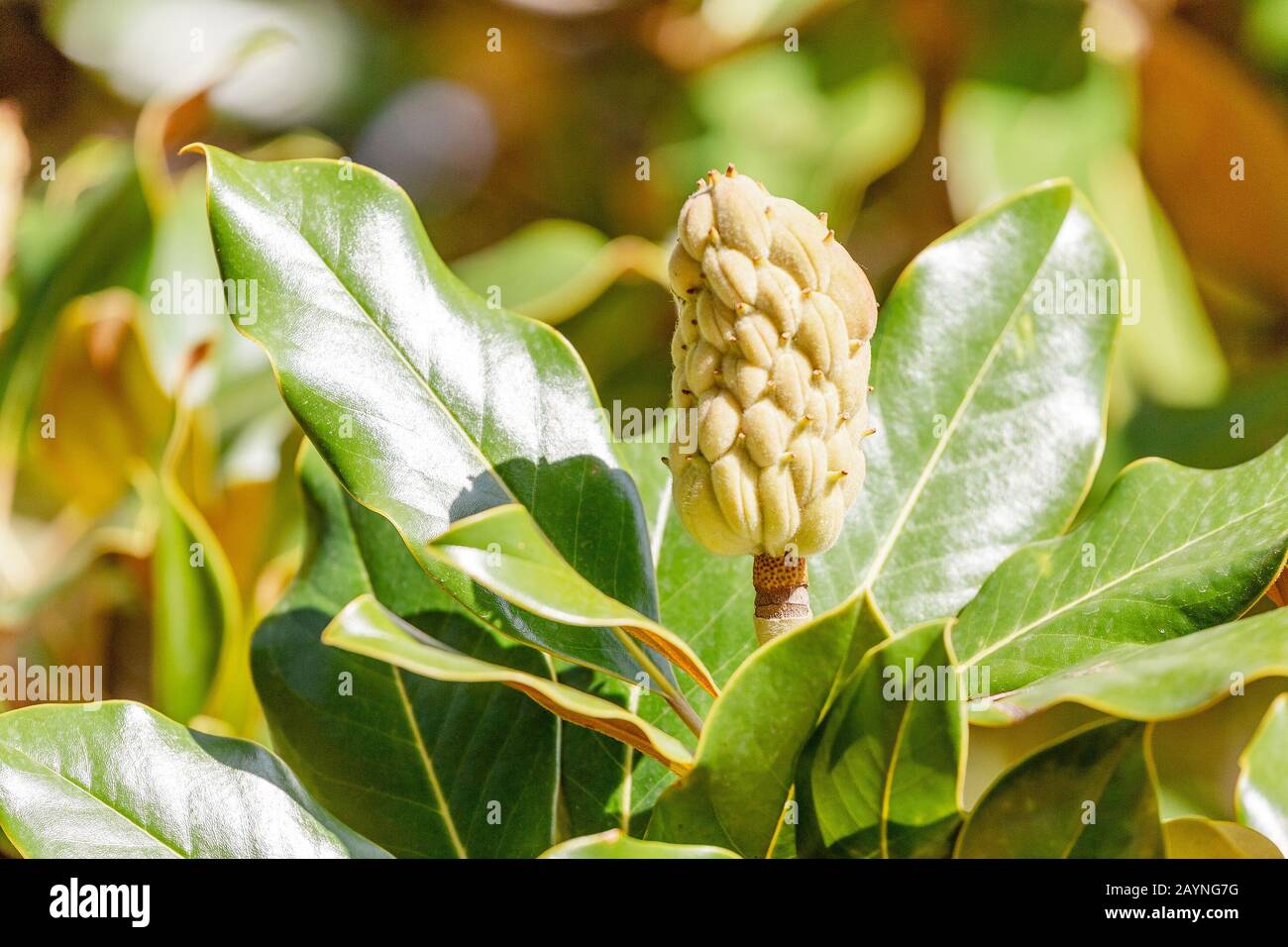 Leaves and seeds of the red bay tree hi-res stock photography and ...