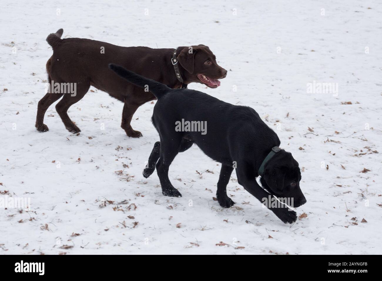 Chocolate labrador retriever and black labrador retriever puppy are ...