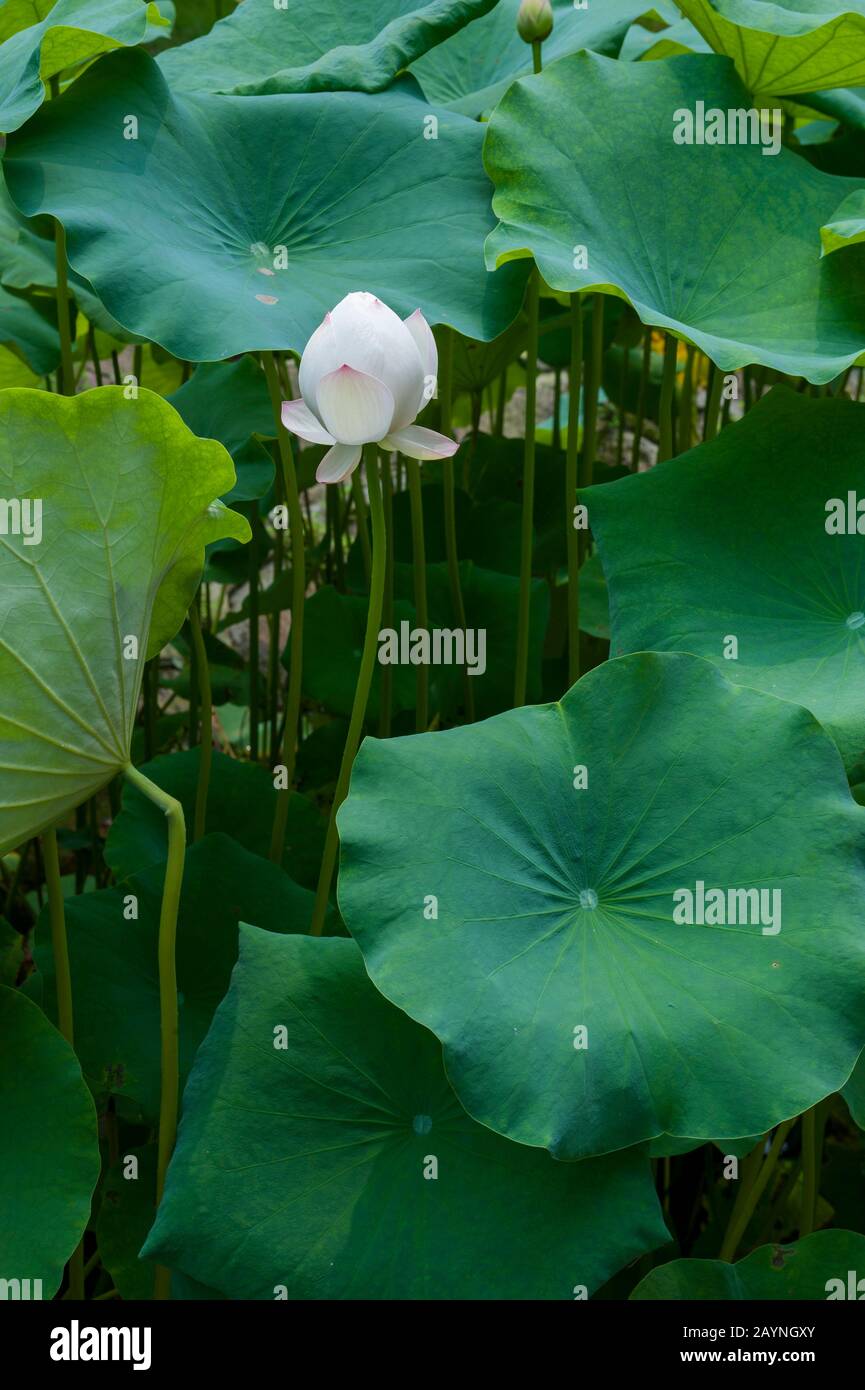 A Lotus flower in Sanxingdui near Chengdu, Sichuan Province in China ...
