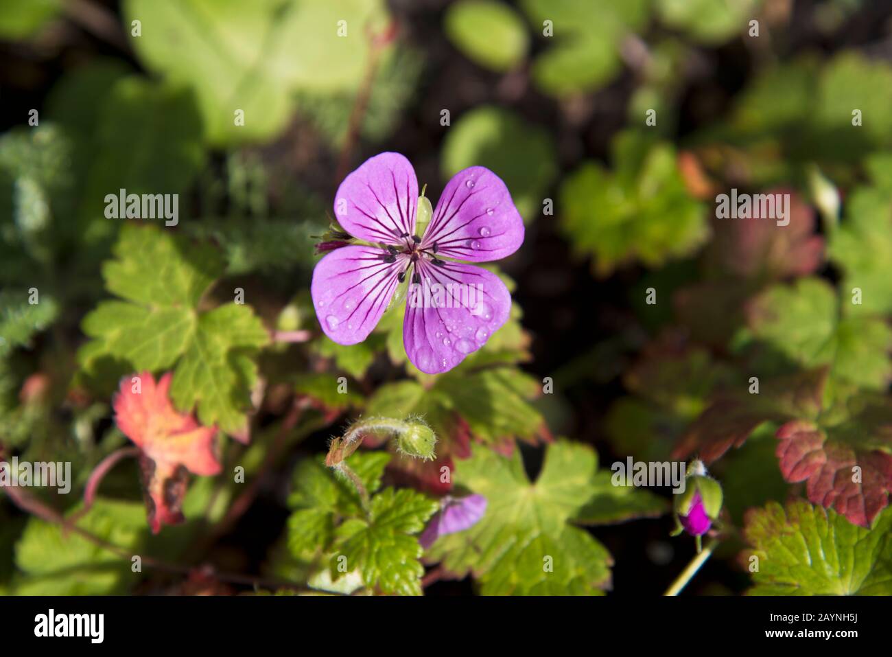 Pink penny geranium hi-res stock photography and images - Alamy
