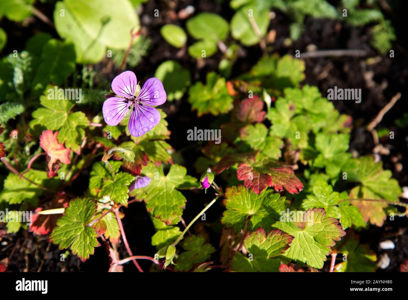 Geranium pink penny Stock Photo - Alamy