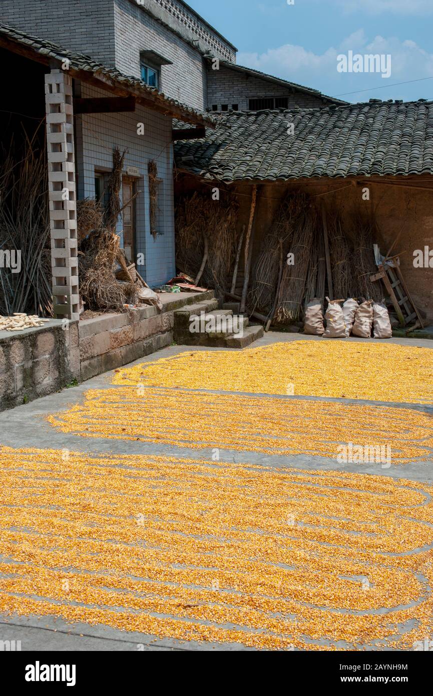 Agriculture china chinese drying hi-res stock photography and images ...