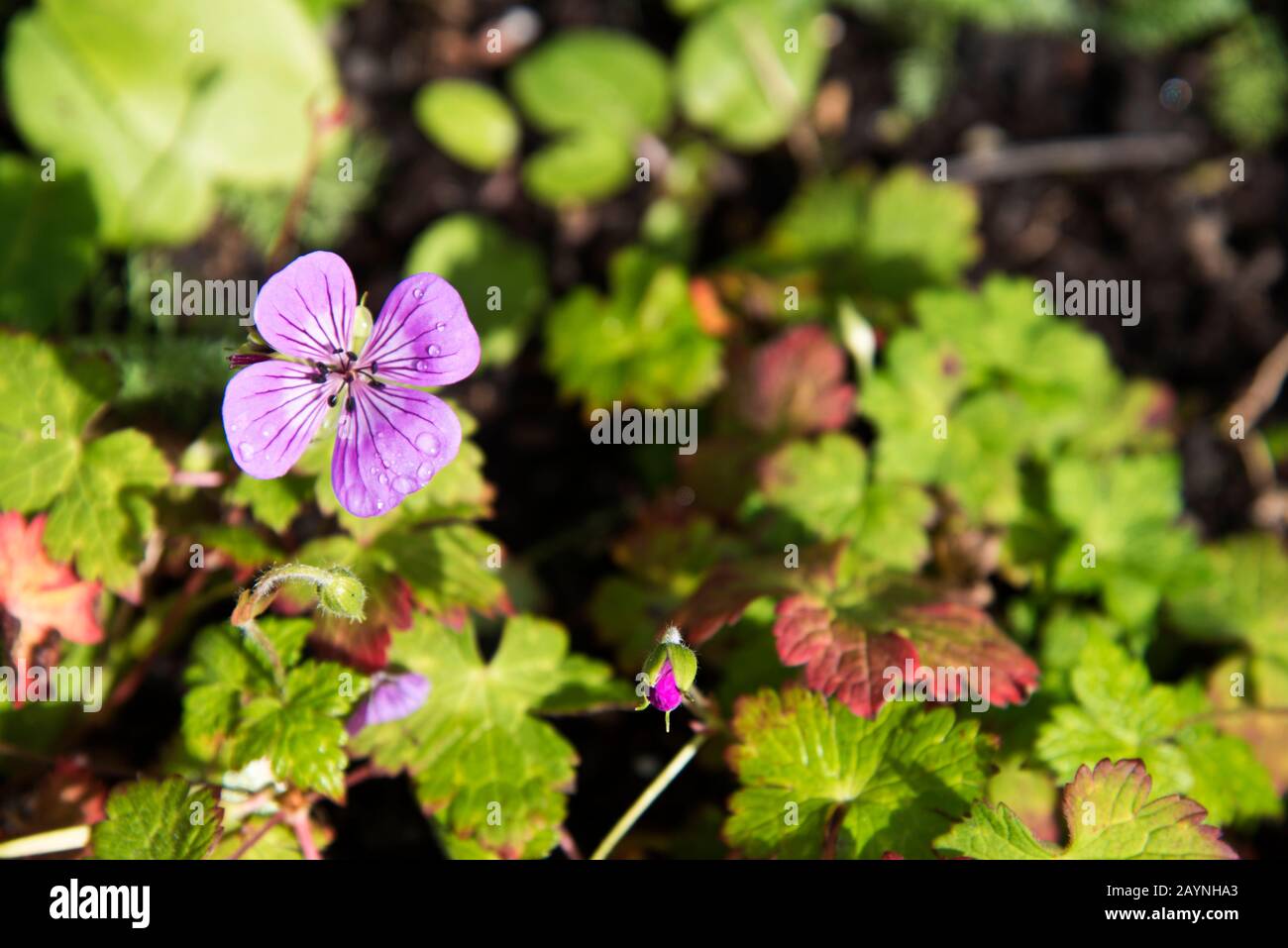 Pink penny geranium hi-res stock photography and images - Alamy