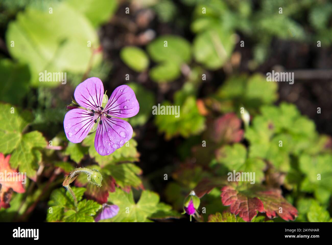 Pink penny geranium hi-res stock photography and images - Alamy