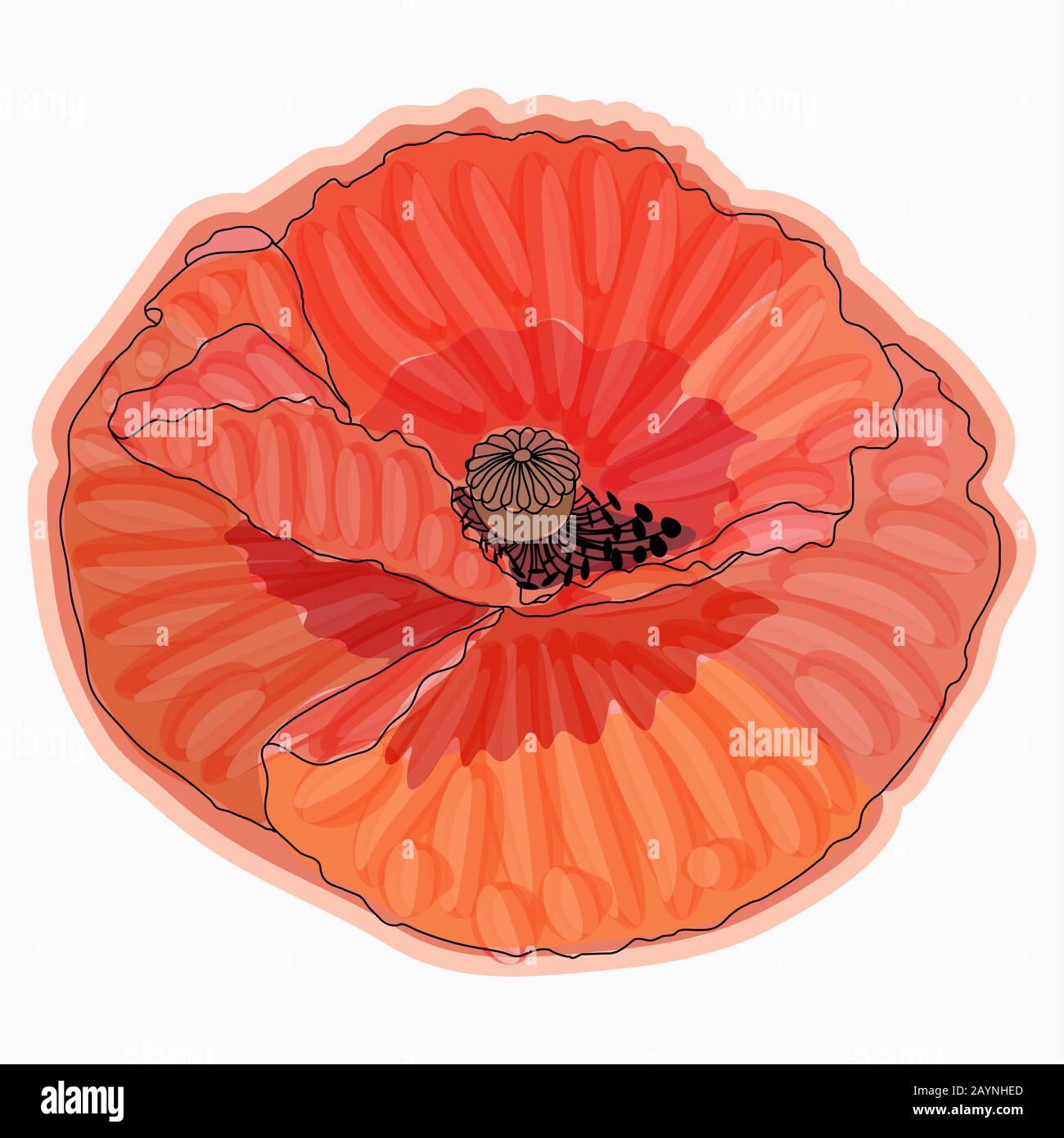 Ink, pencil, watercolor poppy flower sketch. Hand drawn nature painting ...