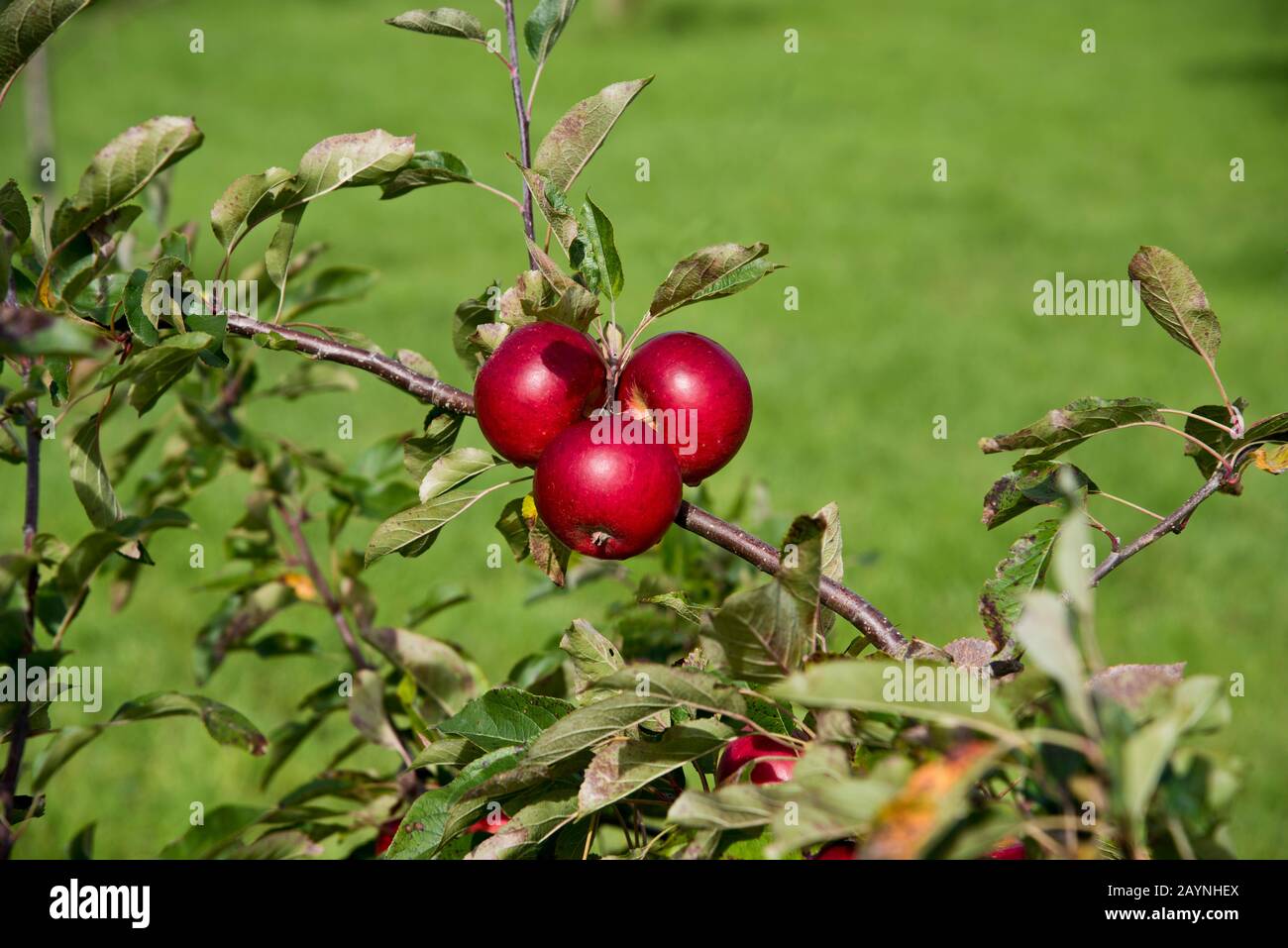 Three variety apple tree hi-res stock photography and images - Alamy