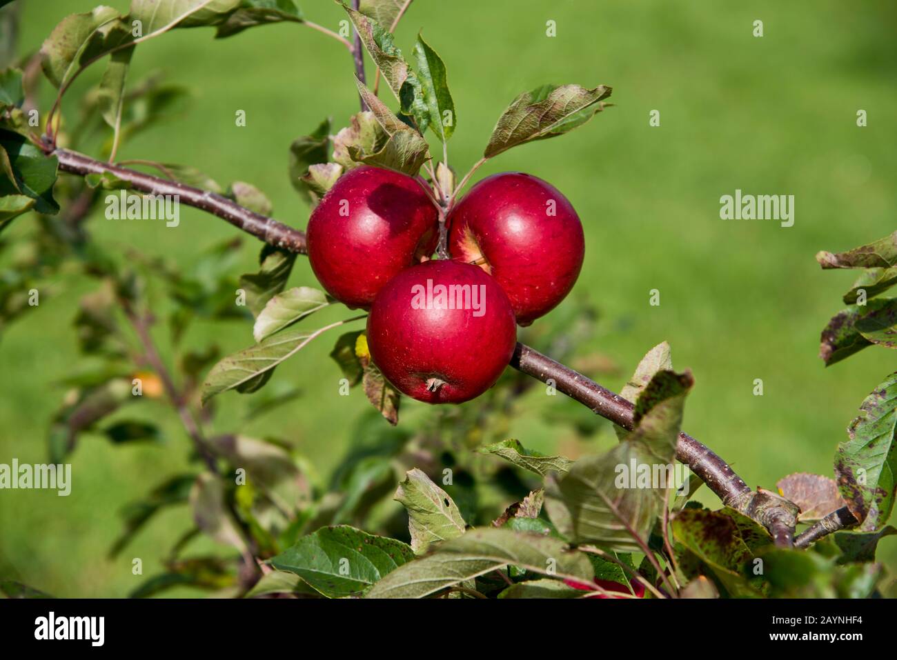 Malus domestica fiesta hi-res stock photography and images - Alamy