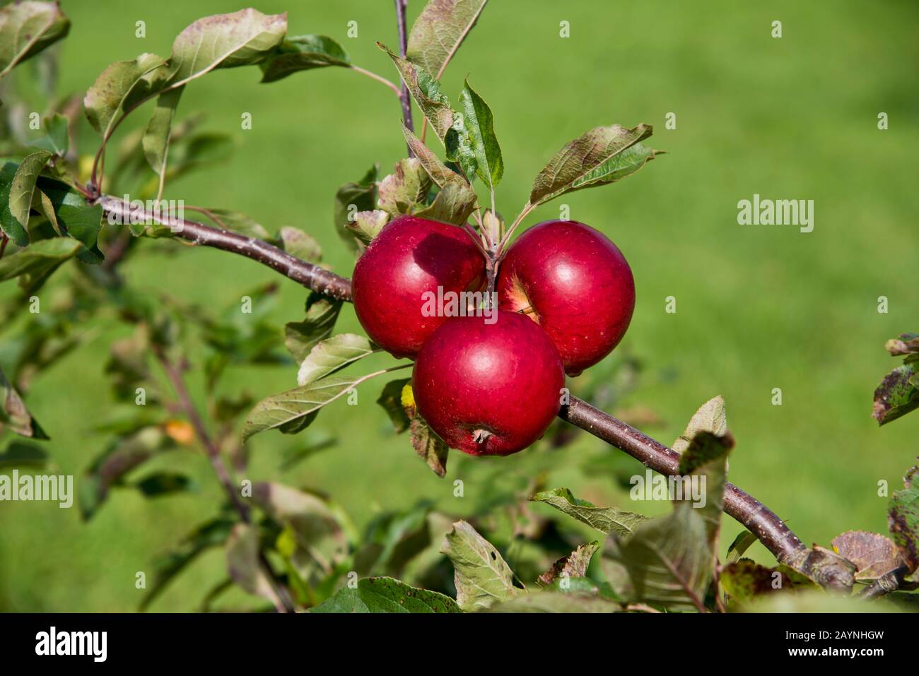 Malus domestica fiesta hi-res stock photography and images - Alamy