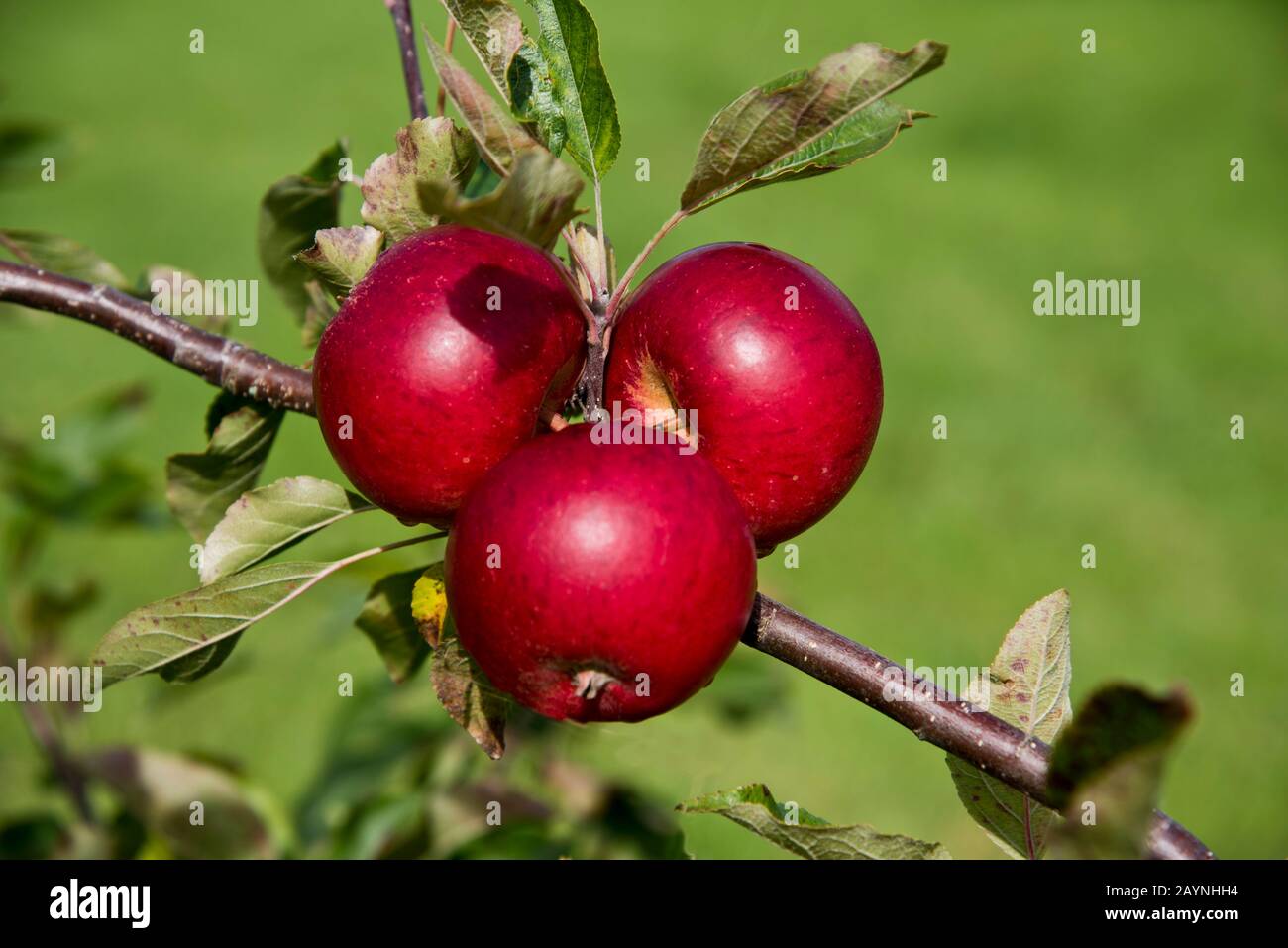 Three variety apple tree hi-res stock photography and images - Alamy