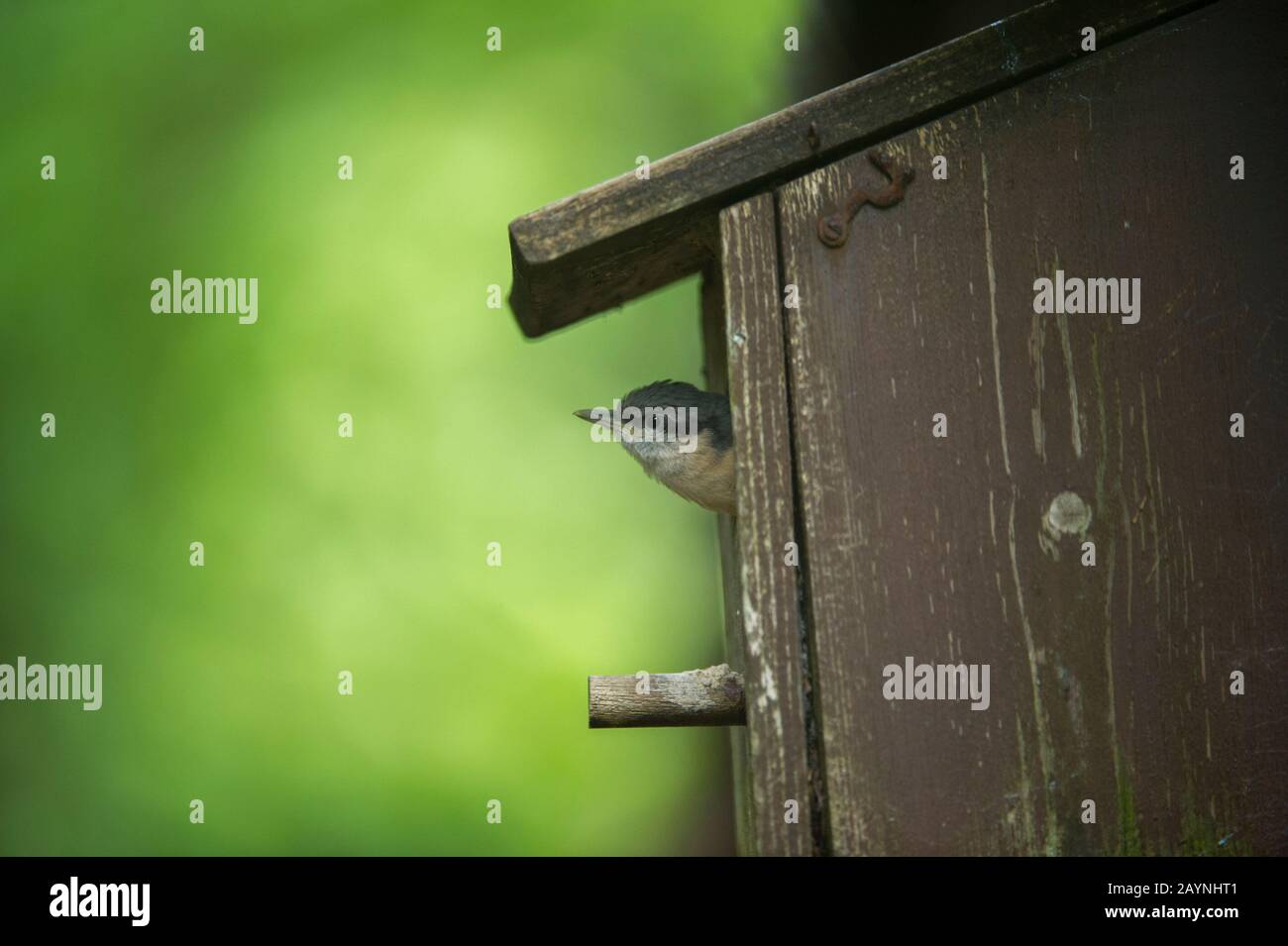 Nuthatch (Sitta europaea), at nest box, young emerging, Dumfries, SW ...