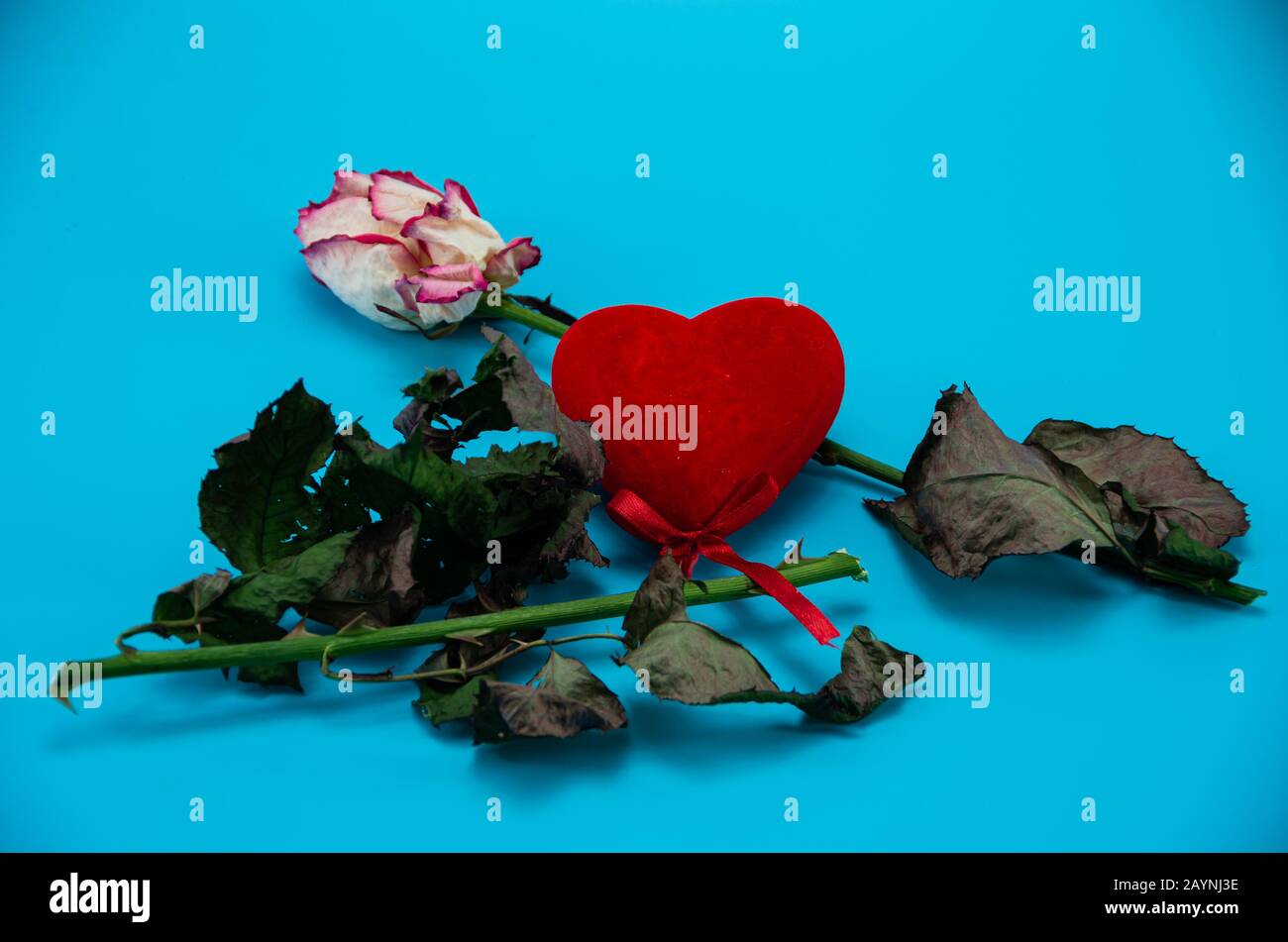 Broken rose with leaves on blue background, broken woman's heart, nice ...