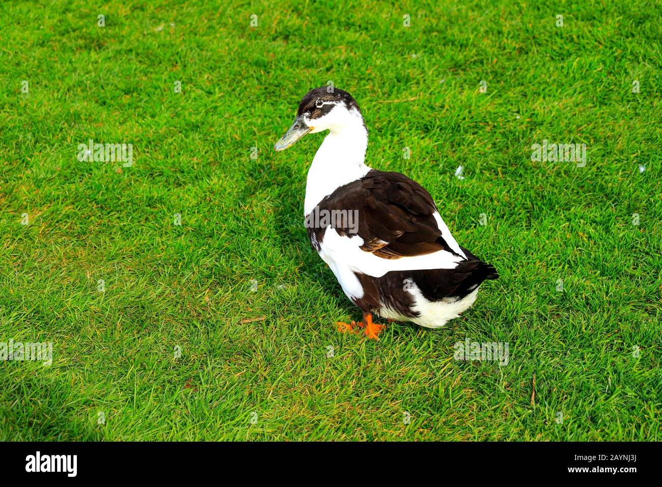 A big gray and white fluffy drake, stands on a green lawn, spring ...
