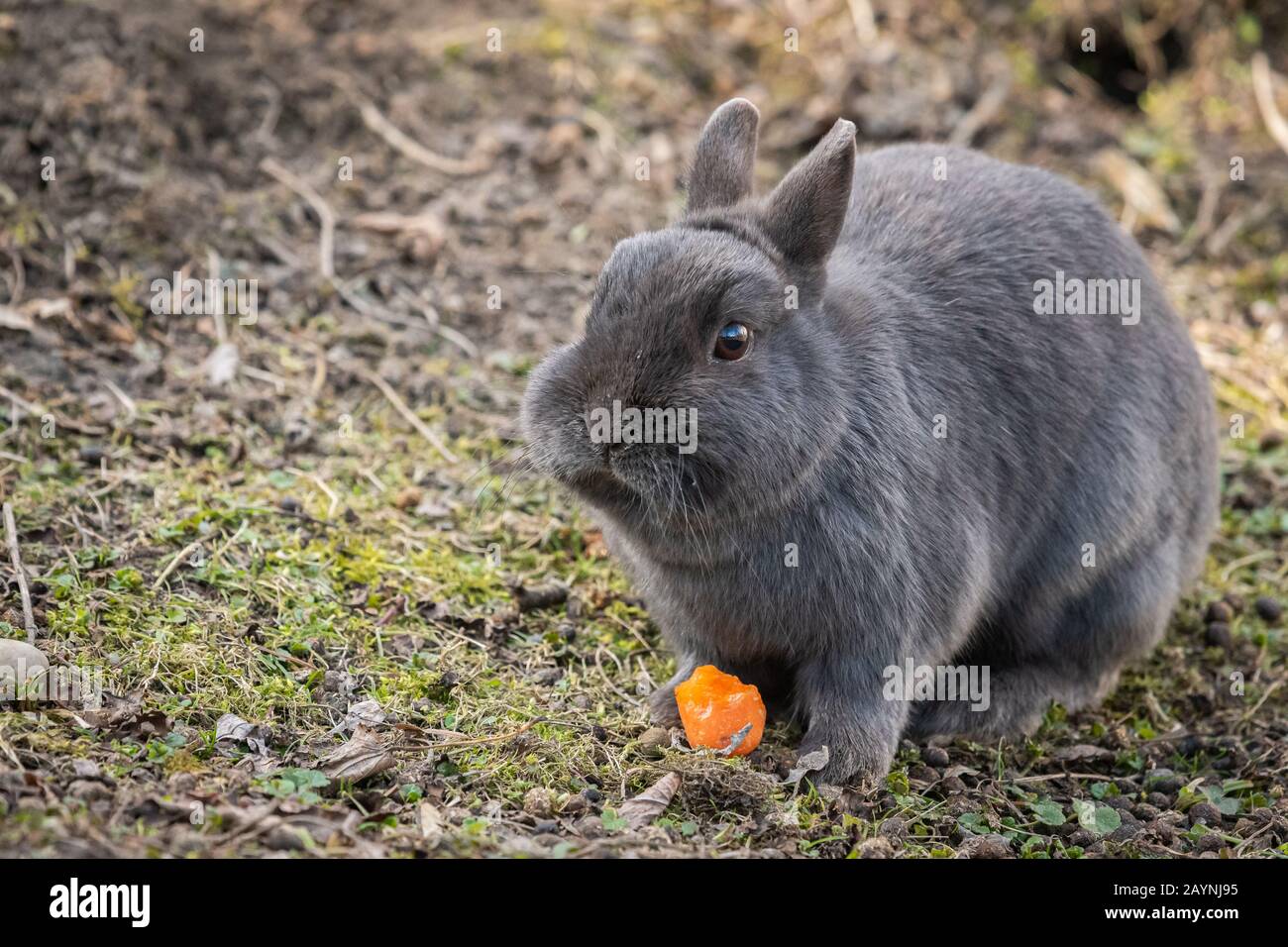 A grey dwarf rabbit sitting in the grass and eating a carrot Stock ...