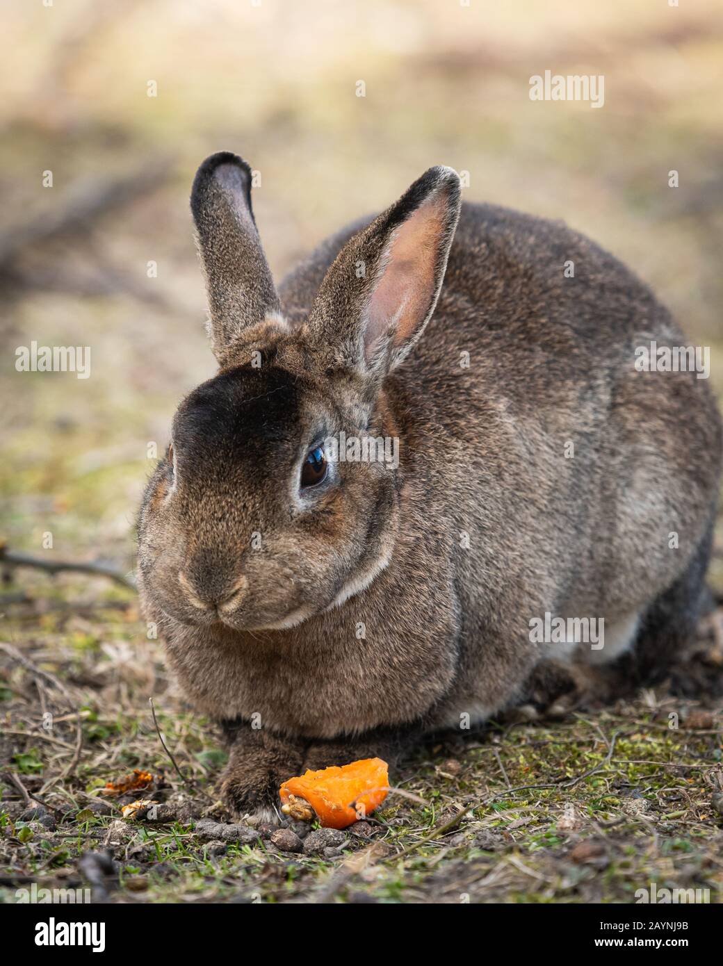 Rabbit carrot grass hi-res stock photography and images - Alamy