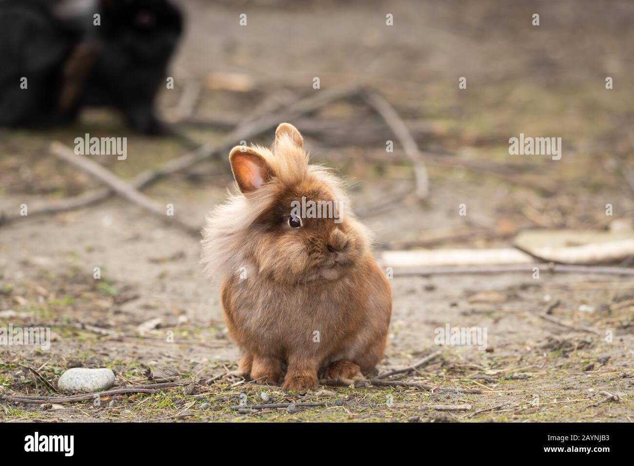 Portrait of a small brown dwarf rabbit sitting in the grass Stock Photo ...