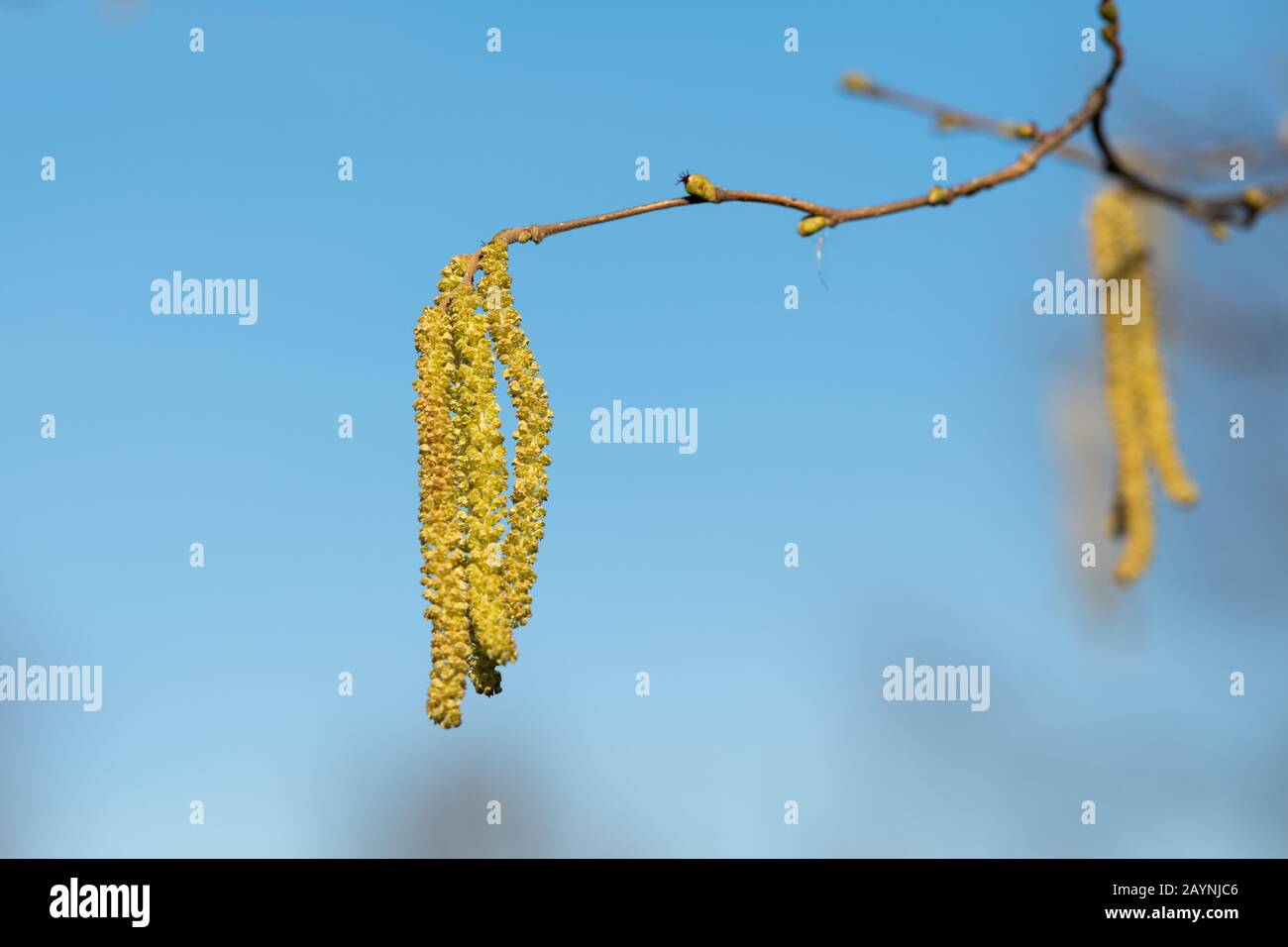 A blooming hazelnut shrub (Corylus avellana) in late winter Stock Photo ...