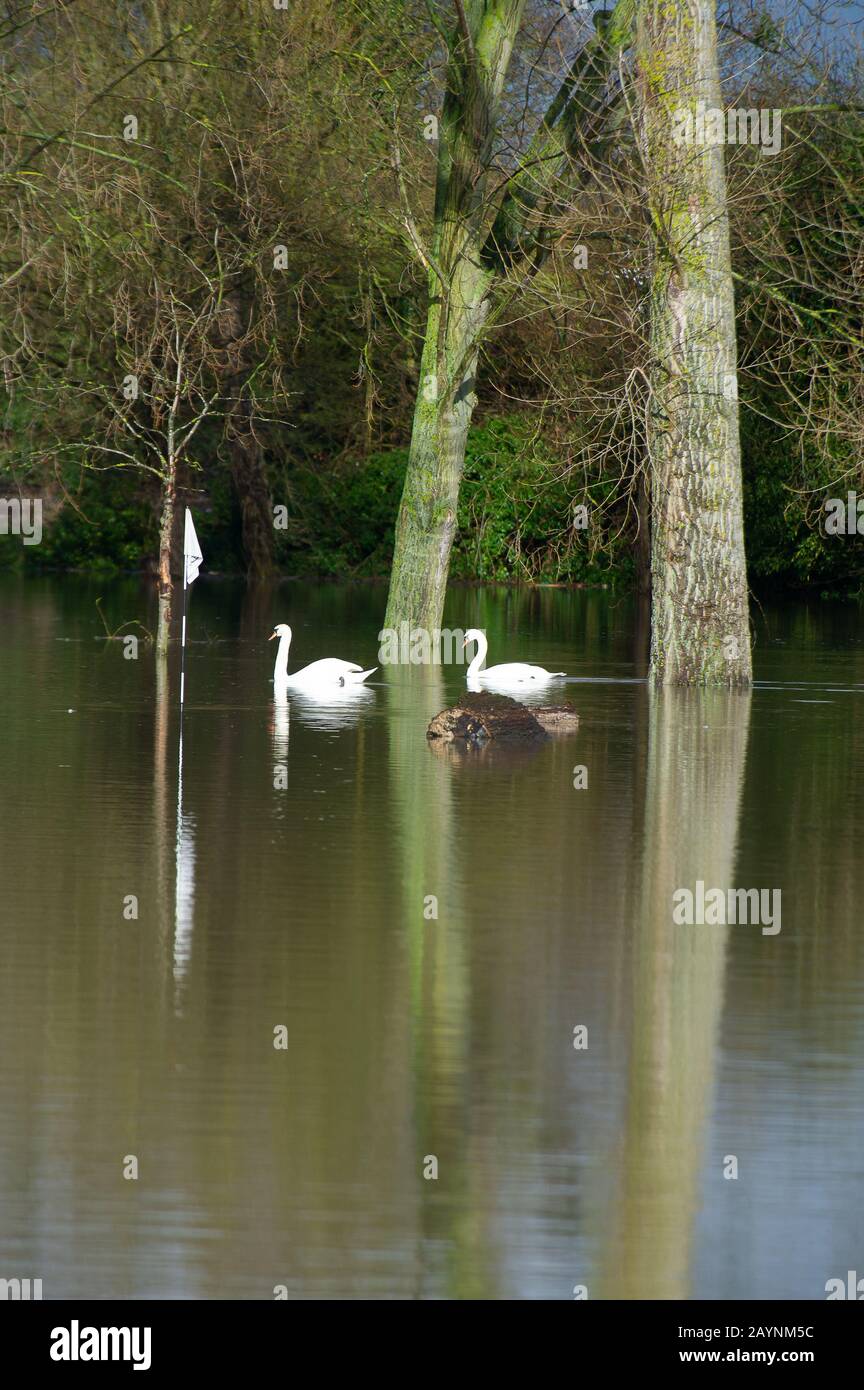 Flooding, Datchet Golf Club, Berkshire, UK. 10th February, 2014. The ...