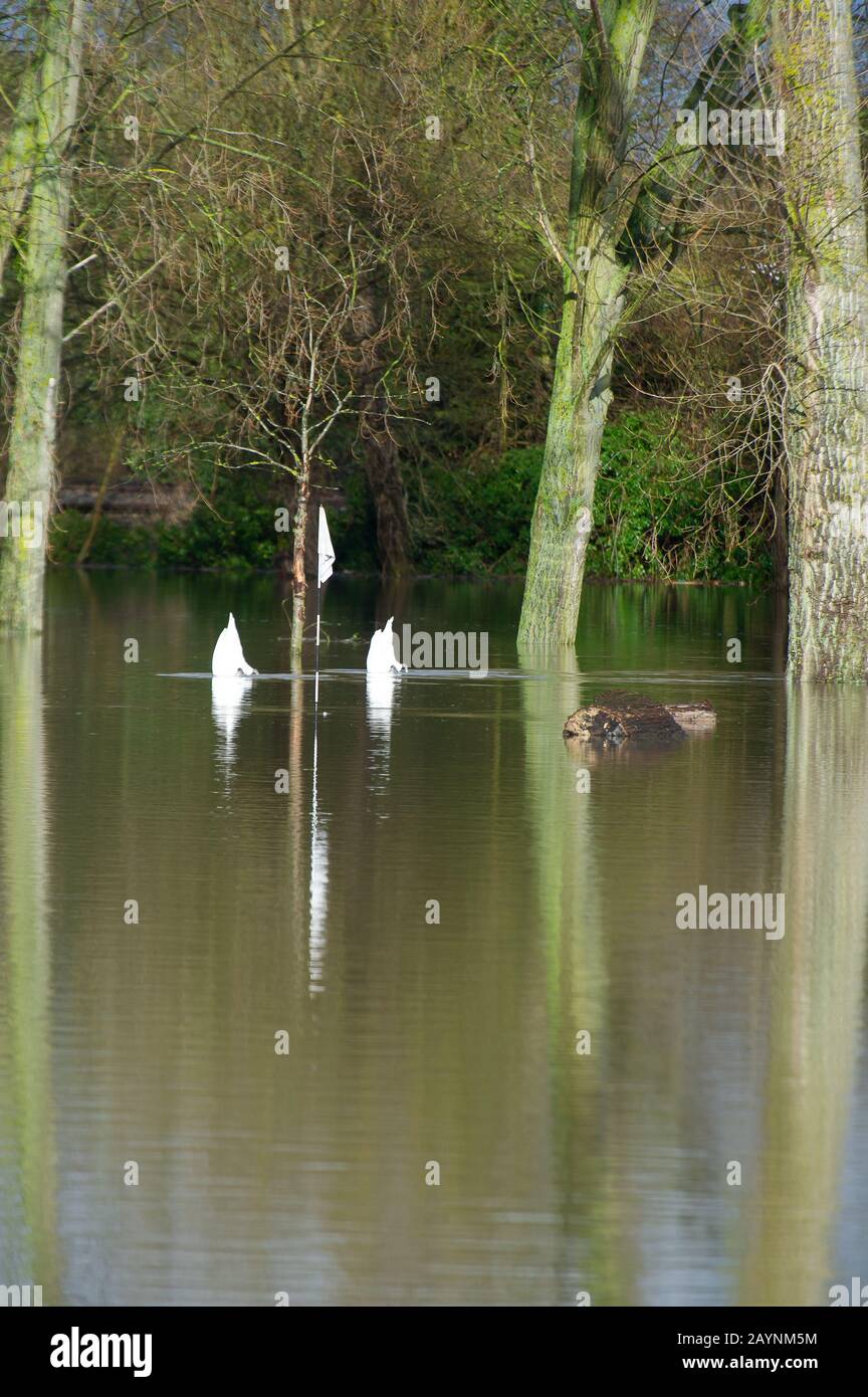 Flooding, Datchet Golf Club, Berkshire, UK. 10th February, 2014. The ...